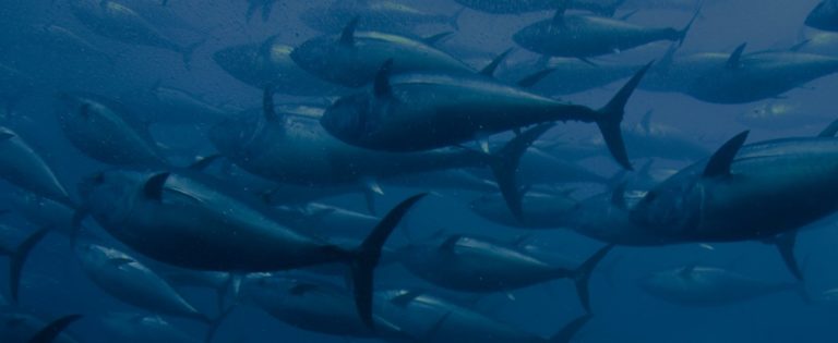 StarKist Tuna Case Moves Forward - Bursor & Fisher, P.A.